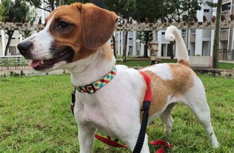 Jack Russel Terrier Mixes 40 Different Jrt Crossbreeds K9 Web