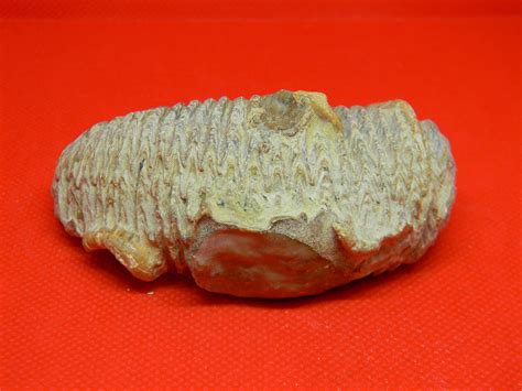 Fossil Specimen Bivalvia Jurassic James