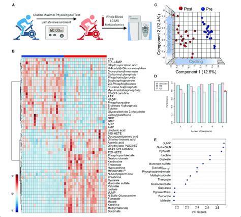 High Throughput Metabolomics Of Endurance Training In Elite