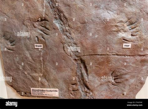 Footprint Fossil Of A Dimetrodon A Sail Back Reptile In The Usu Eastern Prehistoric Museum In