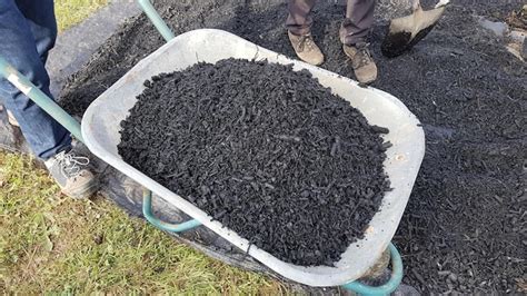 Premium Photo Use Of Biochar In The Vegetable Garden Biochar For Plants In A Wheelbarrow Use