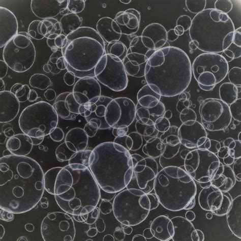 Cholangiocarcinoma Organoid Lambda Biologics
