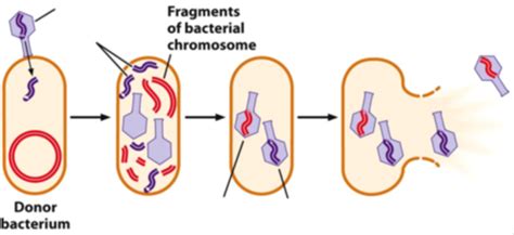 Genetics Quiz 7 Flashcards Quizlet