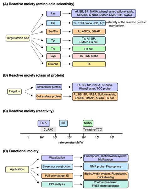 Activity Based Protein Profiling Abpp Service Mtoz Biolabs