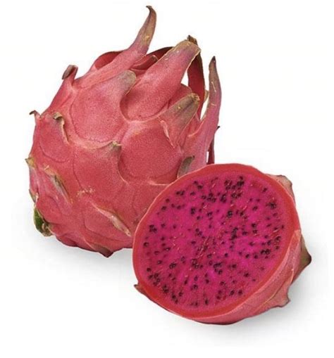 Dragonfruit Red Fruitopia Nursery