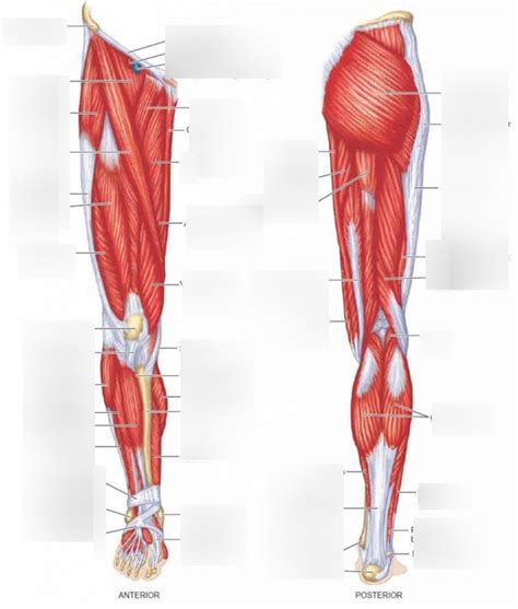 Lab 10 Leg Diagram Quizlet