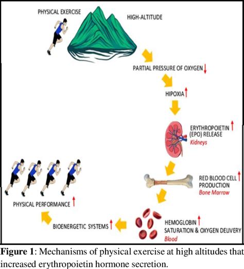 Table 1 From Physical Exercise At High Altitudes Increases
