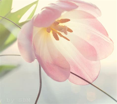 Inspirasi Terpopuler 22 Pastel Pink Flowers