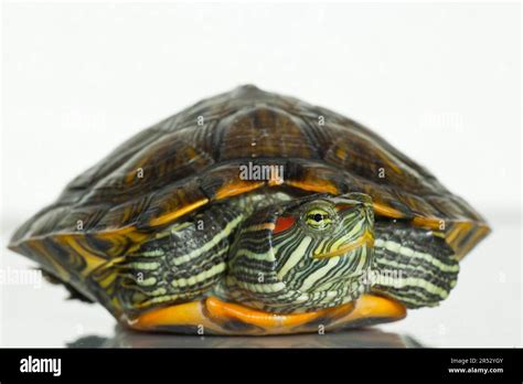 red eared slider trachemys scripta elegans pseudemys scripta elegans