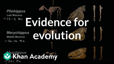 What Are The 4 Different Types Of Evidence For Evolution At Louis