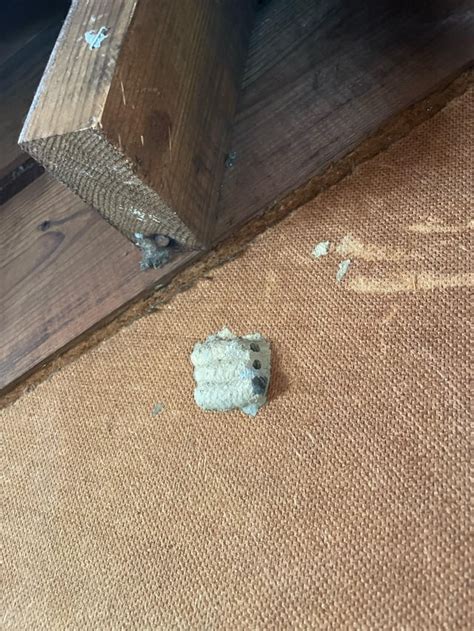 What Kinda Bug Is This Nest For Rbugidentification