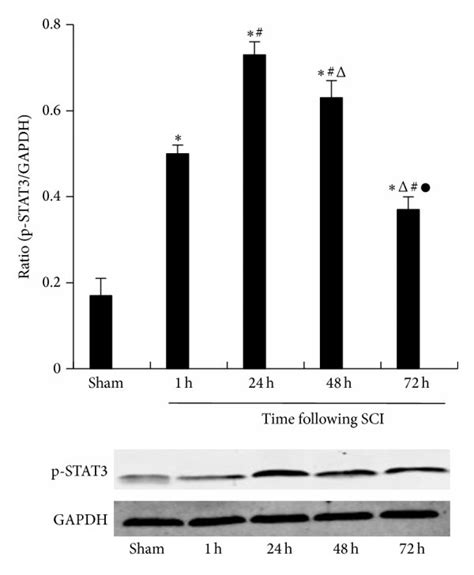 Phosphorylation Of Stat3 Protein Levels In The Spinal Cord The Protein