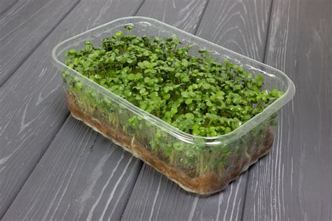 겨자 마이크로 그린이 담긴 용기 샐러드와 건강한 식생활을위한 신선한 겨자의 어린 콩나물 0명에 대한 스톡 사진 및 기타 이미지 0명 개념 건강한 식생활 Istock