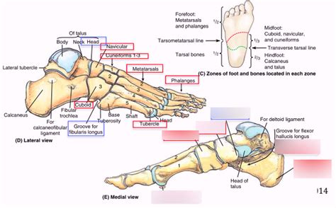 Foot Bony Landmarks 4 Diagram Quizlet