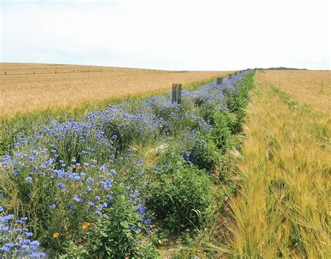 Fascines Vivantes Une Solution Naturelle Pour Lenvironnement
