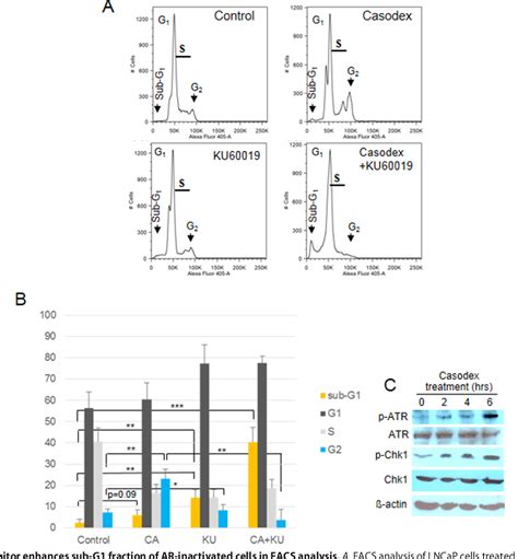 figure 5 from atm inhibition potentiates death of androgen receptor