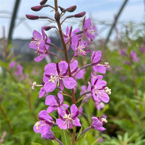 Fireweed Johnsons Nursery Buy Plugs Online