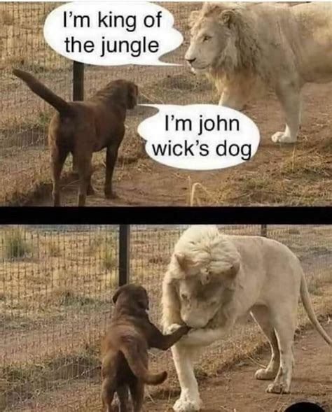 Funny Animal Meme Pictures