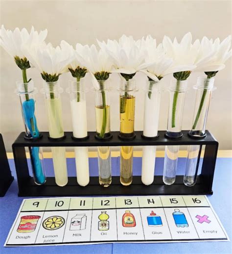 Stem Science Activity Free Printable