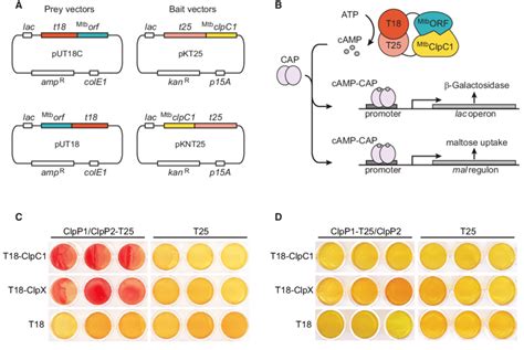 Bacth System Detects Interactions In The Clp System A Overview Of