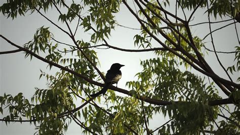 Native Trees That Are Fast Disappearing From Delhi Landscape LIFESTYLE TODAY NEWS