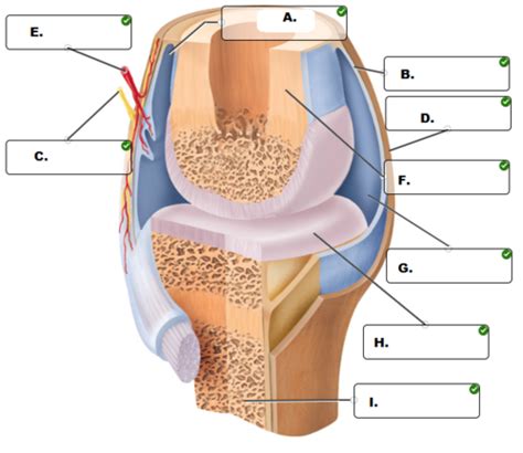 Bio 223 Chapter 8 Joints And Movement Csn Flashcards Quizlet