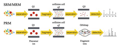 Introduction On Selected Multiple Reaction Monitoring And Parallel Reaction Monitoring