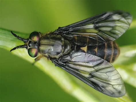 5 Dangerous Biting Flies In Florida With Pictures And Identification