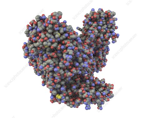 Molecule Of Tetanus Neurotoxin Illustration Stock Image F036 6668 Science Photo Library