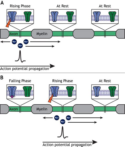 Action Potential Neuron Animation