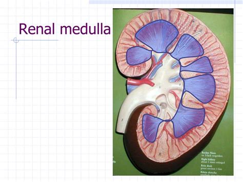 Ppt Lab Ex 56 And 58 Urinary System Powerpoint Presentation Free