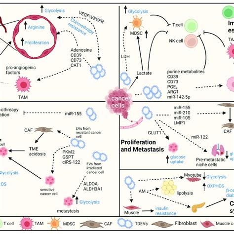 Tumor Microenvironment Metabolic Reprogramming By Tumor Derived