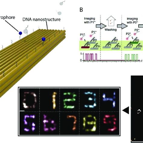 Constructing With DNA A A Schematic Diagram Depicting The Download Scientific Diagram