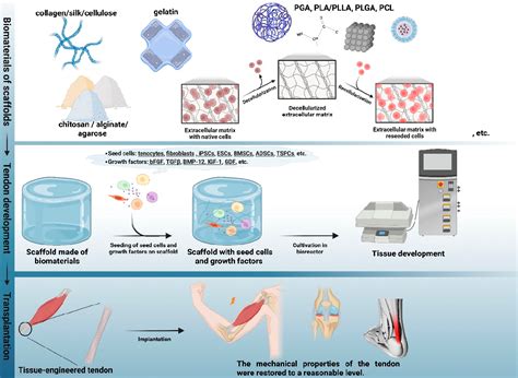 Figure 11 From Biomimetic Scaffolds For Tendon Tissue Regeneration Semantic Scholar