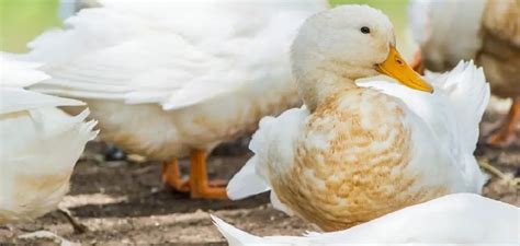 How To Tell Male From Female Pekin Ducklings 10 Easy Methods