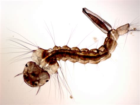 Mosquito Larvae