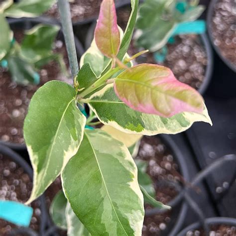 Eureka Pink Lemon Tree Pink Variegated Lemon Tree Heqxd