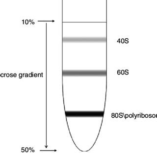 Sucrose Gradients For Isolation Of Precursor Mature And Download