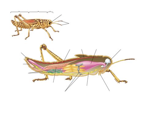 Biology Arthropoda Lab Class Insecta Diagram Quizlet Biology Arthropoda Lab Class Insecta Diagram Quizlet