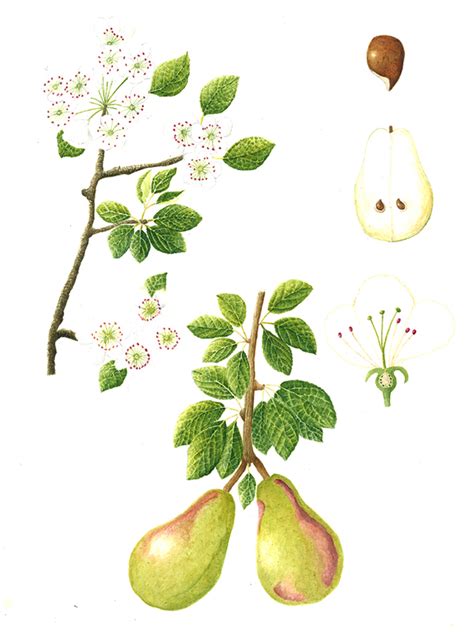 Dipali Pradhan Royal Botanic Garden Edinburgh