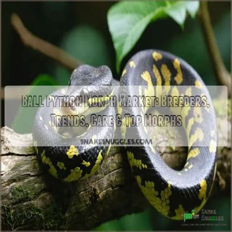 Ball Python Morph Market Breeders Trends Care And Top Morphs