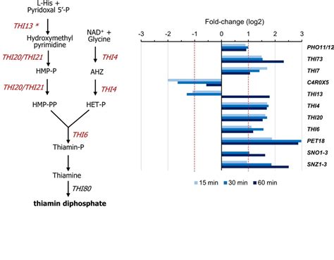 Transcriptional Effects On The Thiamine Biosynthetic Pathway Data