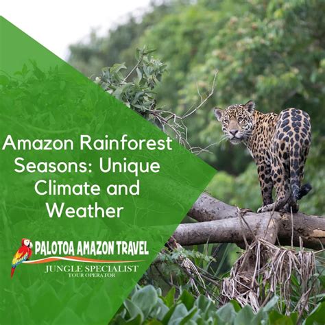 Amazon Rainforest Seasons And Climate