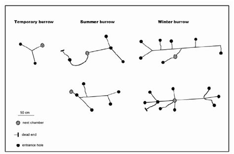 Burrow System Types Of Iranian Jerboa Temporary Burrow Two Examples Download Scientific