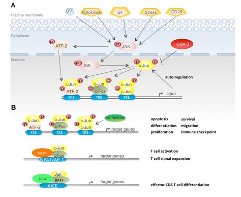 Cells Free Full Text The Multifaceted Output Of C Jun Biological Activity Focus At The