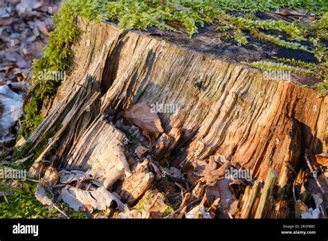 Structure At A Tree Trunk Stock Photo Alamy
