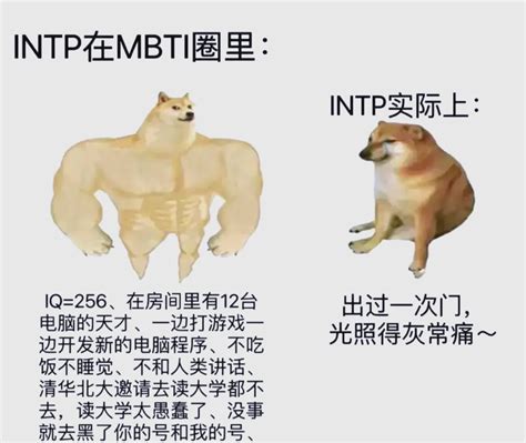 Mbti之intp：药水姐的智慧之旅