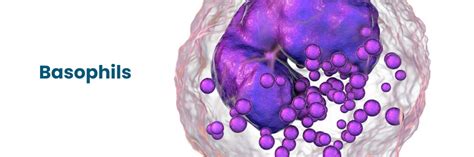 The Essential Role Of Basophils In Immune Health