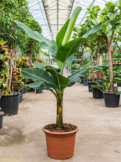 Banana Plant Indoor Artofit