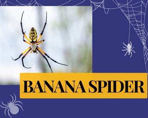 Banana Spider Bites Are They Dangerous Agrihours